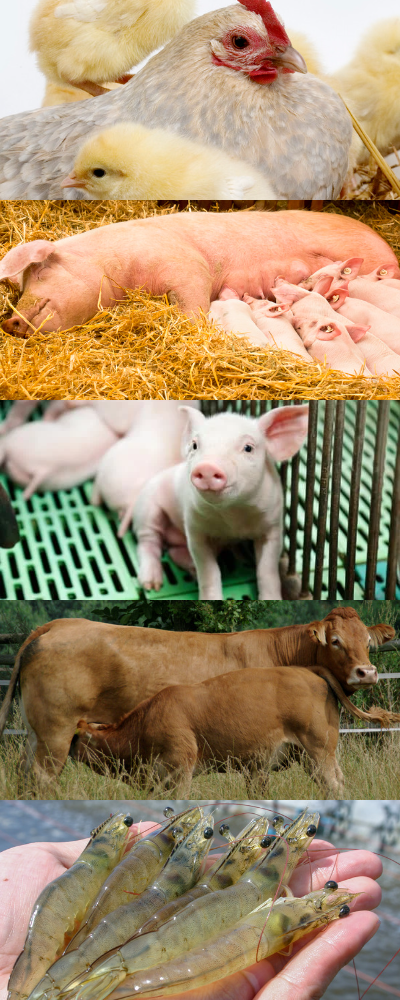 TOX HUNTER MAX® | Agromax Nutrition